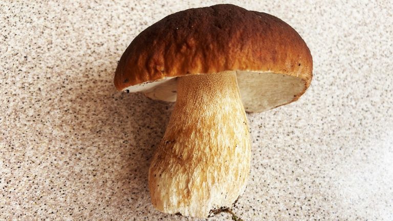 bolet amer : tout ce que vous devez savoir sur ce champignon