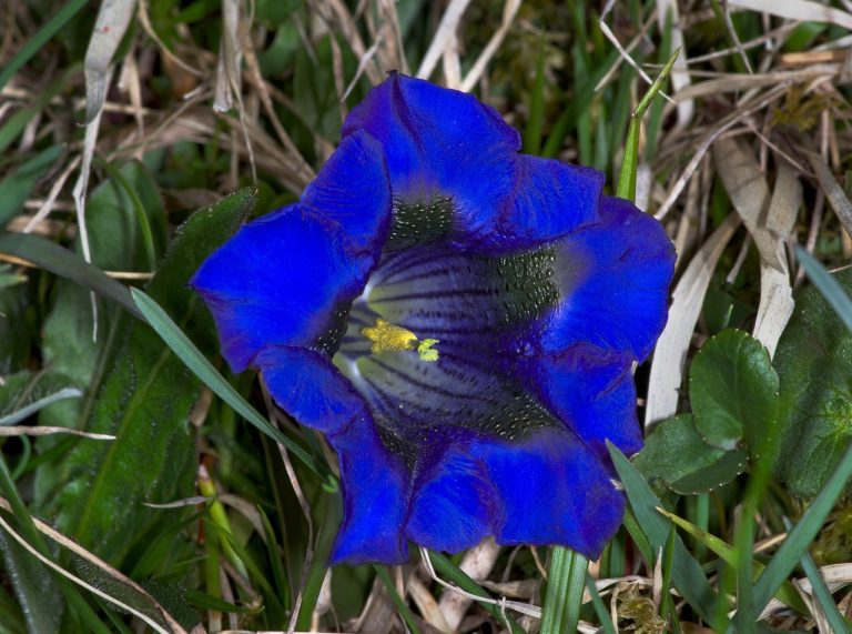 Tout savoir sur le bleu indigo